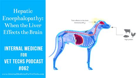 62 Hepatic Encephalopathy When The Liver Affects The Brain Internal