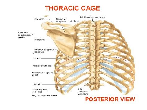 Chest Abdomen Pelvis Perineum Groin Trunk Back Thorax