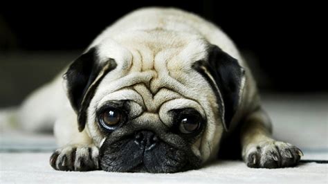 Christmas Pugs Wallpapers Wallpaper Cave
