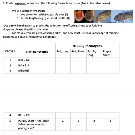 Solved Predict Expected Ratios From The Following Drosophila