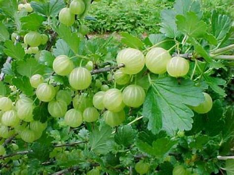 Белорусский сахарный крыжовник, особенности сорта, размножение, уход
