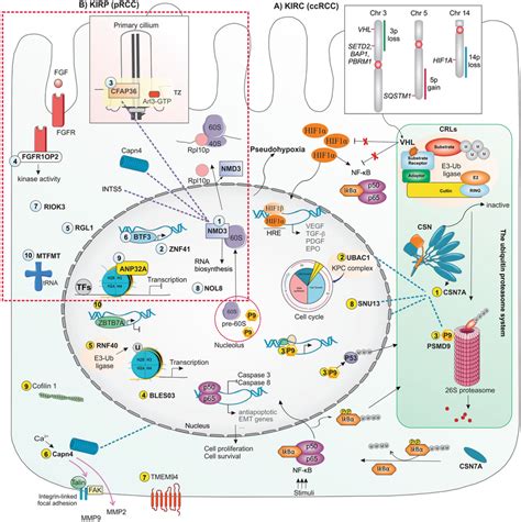 Possible Roles Of The Deep Learning Derived Mrnas And Mirnas In The