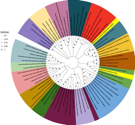 Maximum Likelihood Phylogenetic Tree Was Constructed Using Mega 11