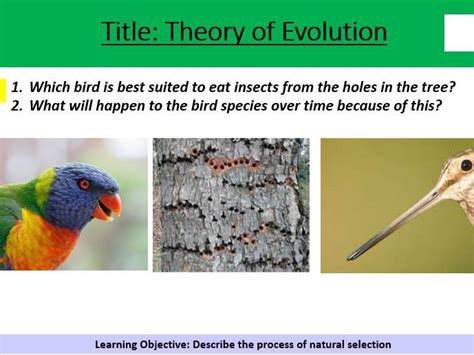 Natural Selection Teaching Resources