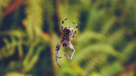Top 5 Best Indoor Bug Trap 2024 Pixelfy Blog