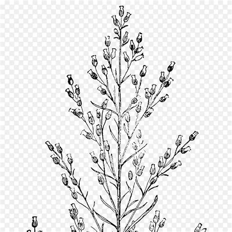 铁路公园植物枝条 欧洲花卉藤本植物PNG图片素材下载 图片编号1237631 PNG素材网