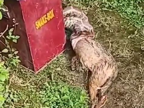 6 Feet Python Swallows 3 Feet Jackal 6 फीट के अजगर ने निगला 3 फीट का