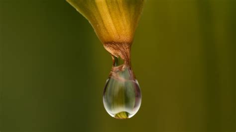 Premium Photo Drop Of Water Falling Down A Leaf