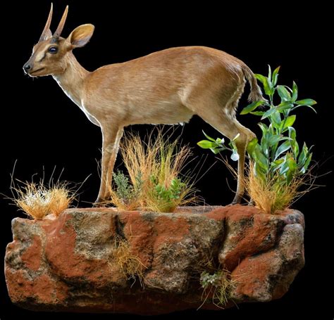 SUNI Taxidermy South Africa Get SUNI Trophy Quote