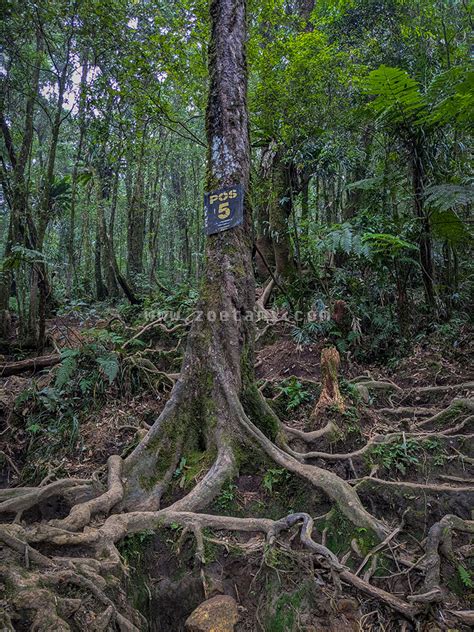 Info Tektok Gunung Salak Estimasi Waktu Jalur Basecamp Simaksi