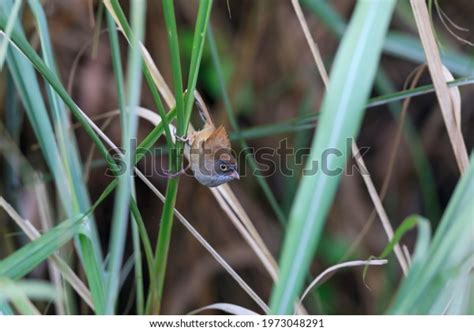 Jerdons Babbler Photos And Images
