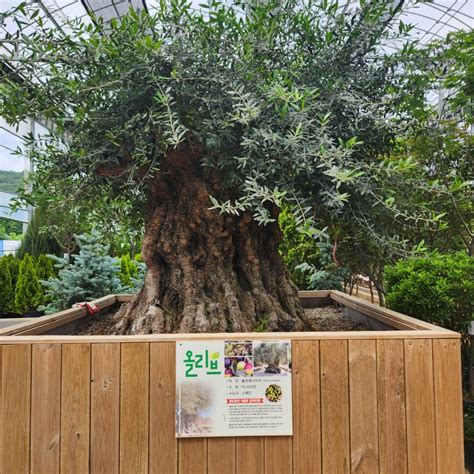500년 올리브 Dailim Nursery Co Ltd 전경 대림원예종묘농업회사법인주