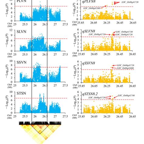 Ld Block And Gene Based Association Analysis Of The Qtl Cluster