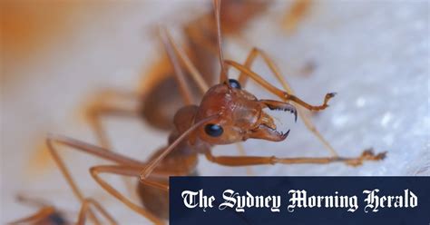 Au Fire Ant Nests Found In Nsw For First Time Sparking Emergency