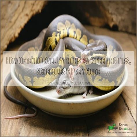 How Often Do Ball Pythons Eat Feeding Tips Schedules Prey Guide