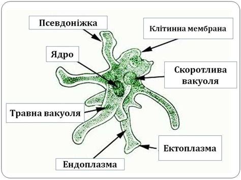 Амеба — особливості будови розмноження харчування