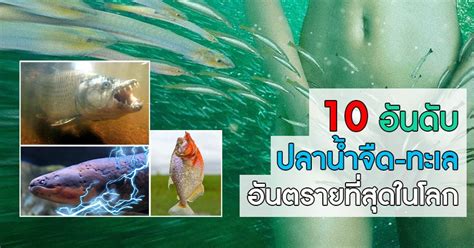 10 อันดับ ปลาน้ำจืดและทะเล อันตรายที่สุดในโลก