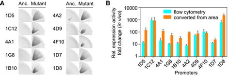Exploiting Spatial Dimensions To Enable Parallelized Continuous Directed Evolution Pmc