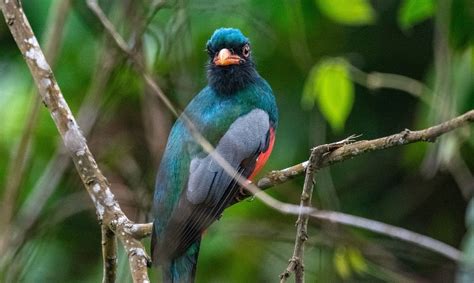 El bosque tropical seco uno de los ecosistemas más importantes de