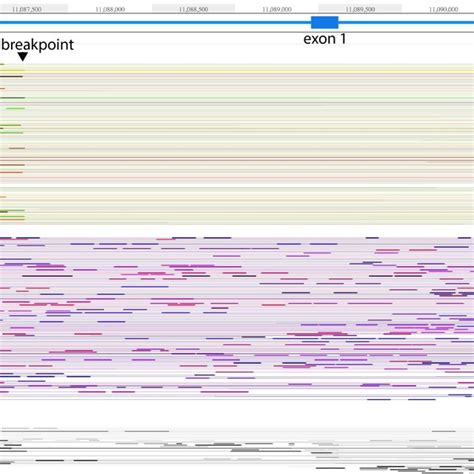 Phased 10x Sequencing Results From Subject 23 In Kindred 1 Showing The