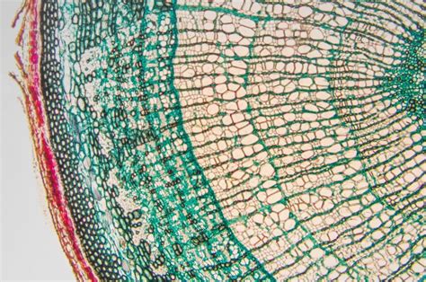 Chemoheterotroph Definition And Examples Biology Online Dictionary