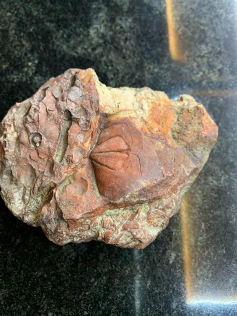 Found In Mid Missouri Any Thoughts R Fossilid
