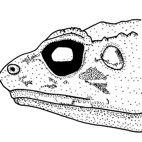 Holotype Of Nectophrynoides Laticeps Sp Nov Mtsn 5640 Download