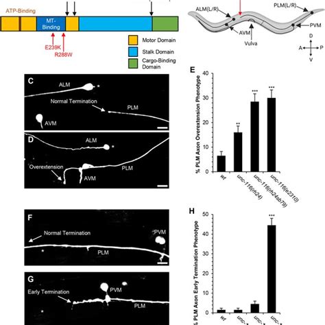 Loss Of Unc 16 Jip3 Function Causes Plm Axon Termination Defects A Download Scientific