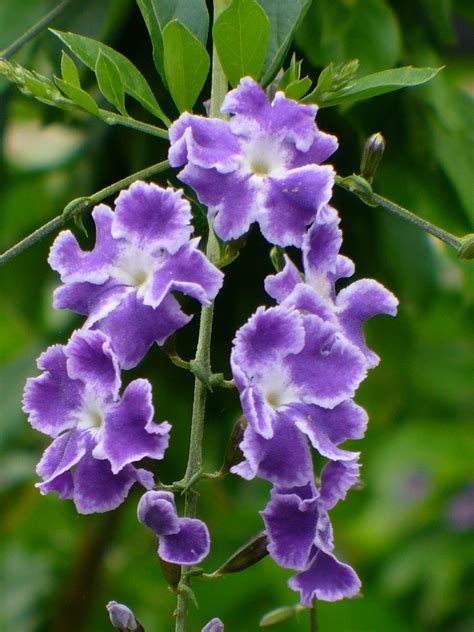 Sweet Memories Purple Sky Flower Duranta Golden Dew Drops Yellow