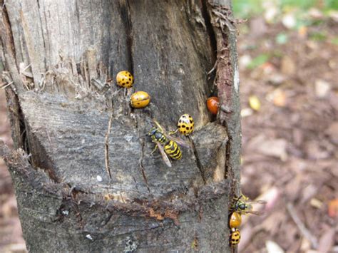 Tree Bugs Insect