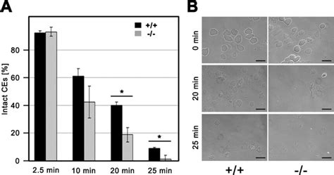 Increased Fragility Of Mutant Ce Ces Were Isolated From 12r Lox− − And Download Scientific
