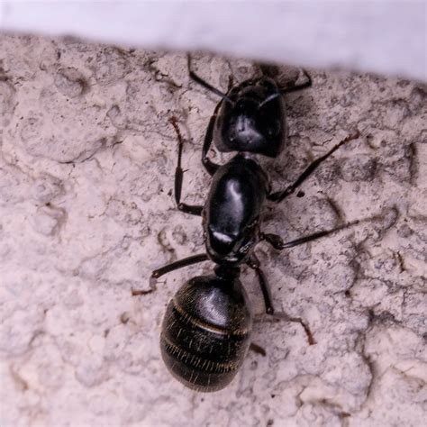 Black Ant Vs Carpenter Ant