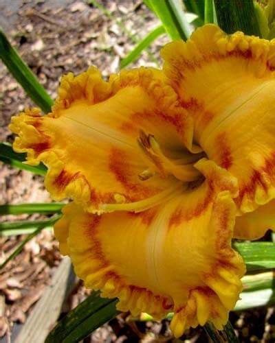 21 Yellow Daylily Varieties