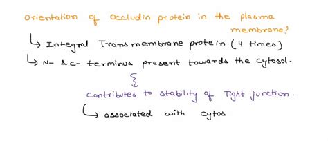 Solved Tight Junctions Form Epithelial Barriers And Separate The Cell