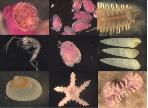 Condition Of Benthic Habitat Communities Assessment Of Some Coastal