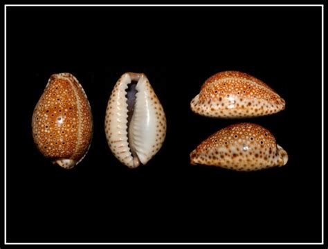 Naria Ocellata Linnaeus 1758