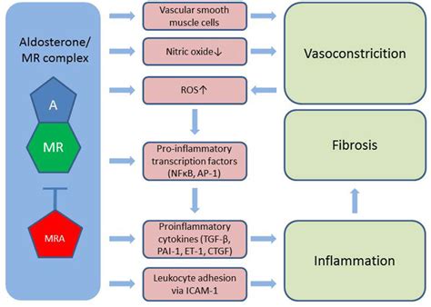 Aldosterone Induces Vasoconstriction Via Mr In Vascular Smooth Muscle
