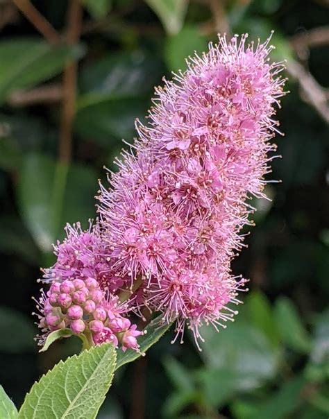 Rose Spirea By Greyam On Deviantart