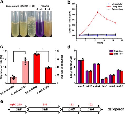 Feather Disulfide Bond Reduction And Up Regulation Of Reducing Agent Download Scientific