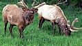 Cervus Canadensis Wikimedia Commons