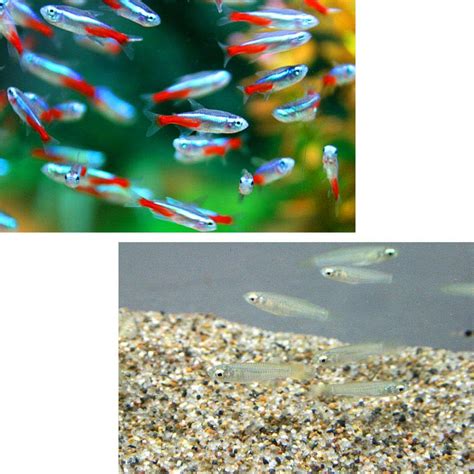 Amazon 熱帯魚ネオンテトラ Smサイズ（約2cm） （10匹） ＆ アフリカンランプアイ（約2cm）（7匹） 生体