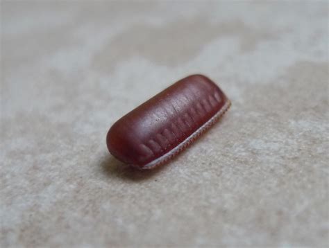 Cockroach Egg Case
