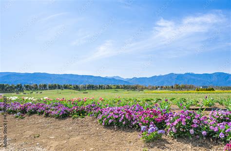 春の風景 信州スカイパーク Stock Photo Adobe Stock