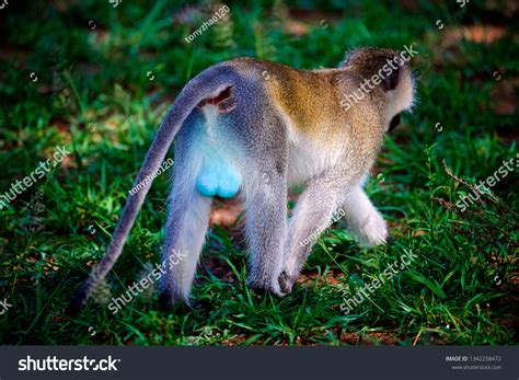 Baboon Balls