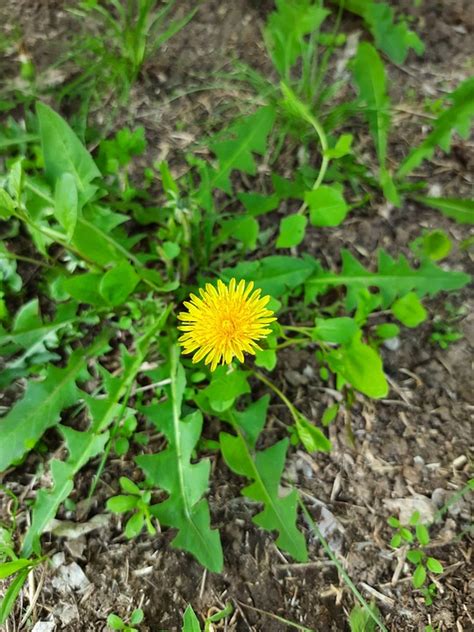 Dandelion Land Free Photo On Pixabay Pixabay