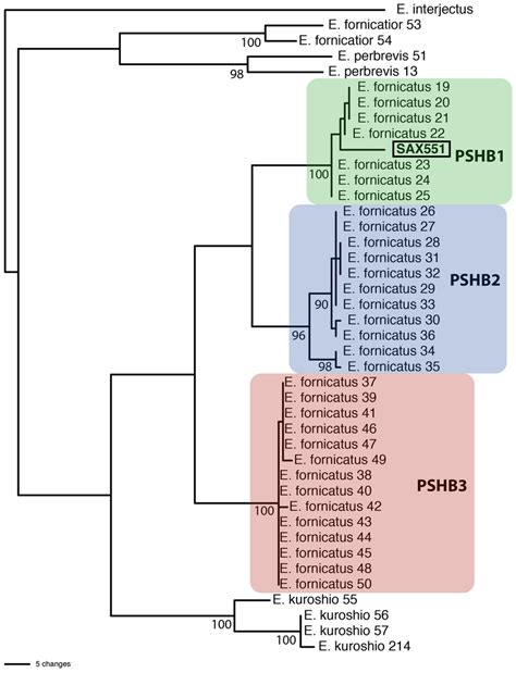 Phylogenetic Placement Of The Sampled Female Beetle Sax551 Based On