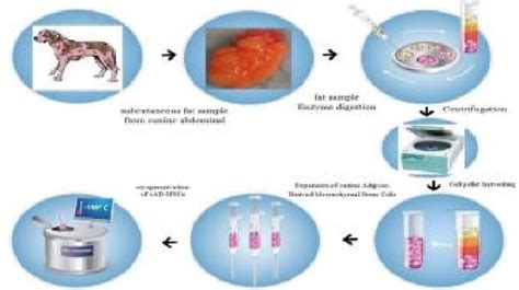 Schematic Image Of Canine Adipose Derived Mesenchymal Stem Cells