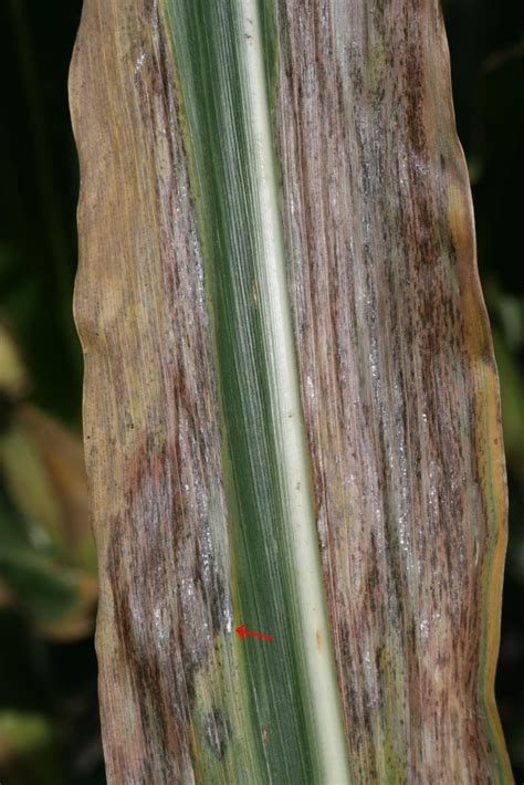 Gosss Wilt Of Corn In Texas Texas Row Crops Newsletter