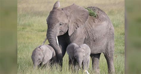 Mamãe Elefante Selvagem Oferece A Seus Protetores A Surpresa De Uma Vida