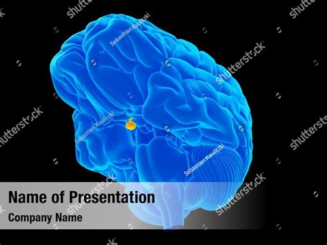 Pituitary Gland Powerpoint Template Pituitary Gland Powerpoint Background
